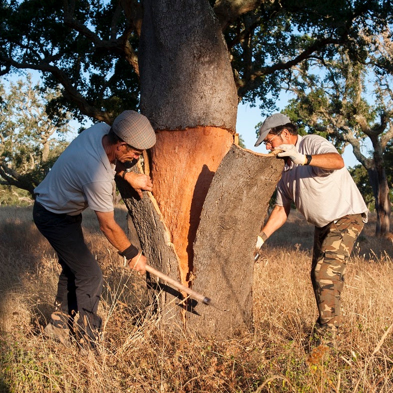 Woher kommt Kork? Alles über Kork Herstellung & Verwendung | MATES OF ...