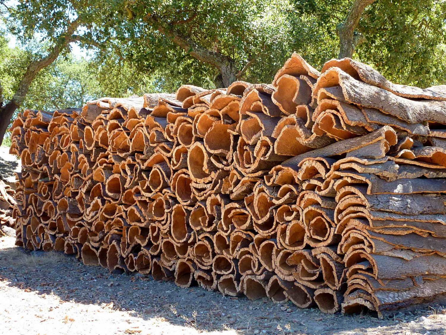 Woher kommt Kork? Alles über Kork Herstellung & Verwendung | MATES OF ...